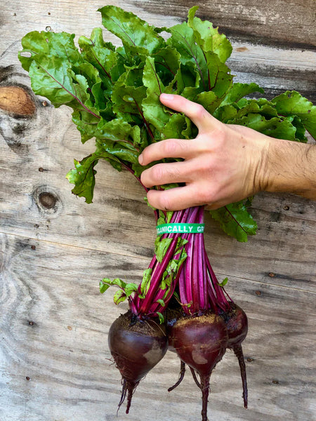 Shiraz Tall Top Beet – Heritage Goods and Supply