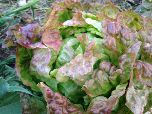 Speckled Butterhead Lettuce Seeds – Heritage Goods and Supply